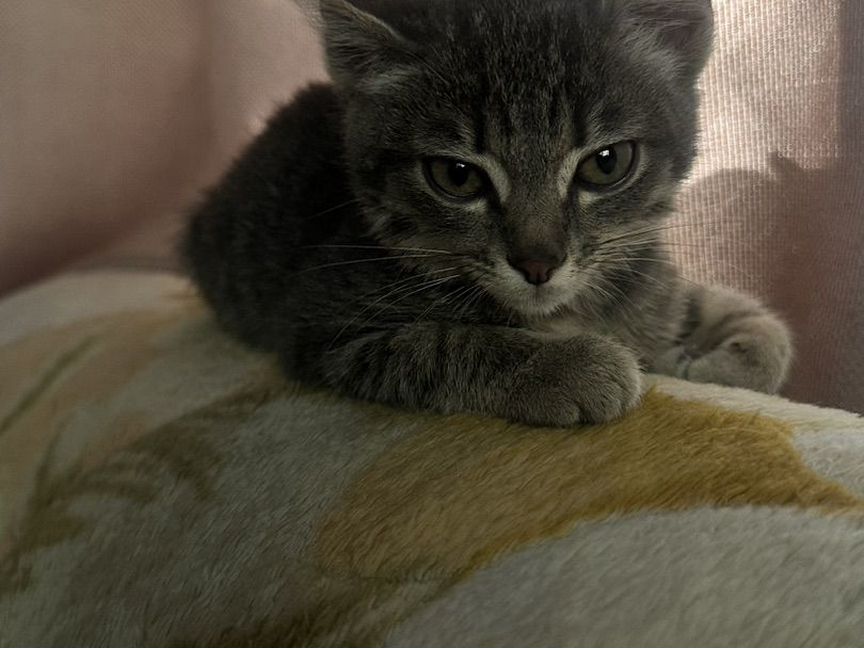 Котенок серый