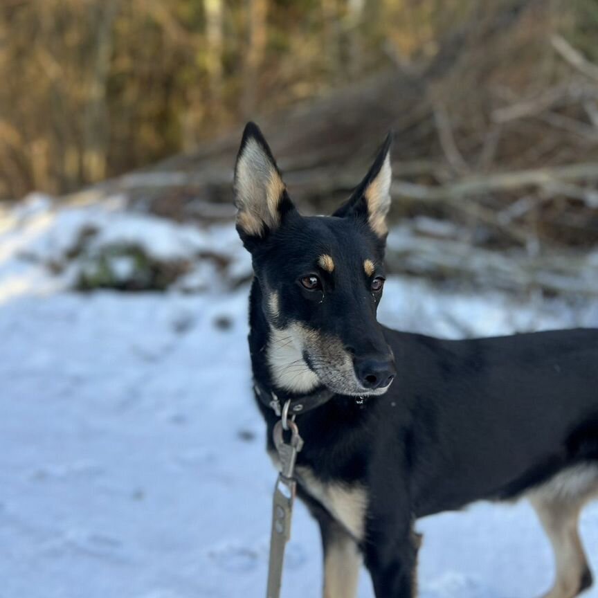 Собака в добрые руки