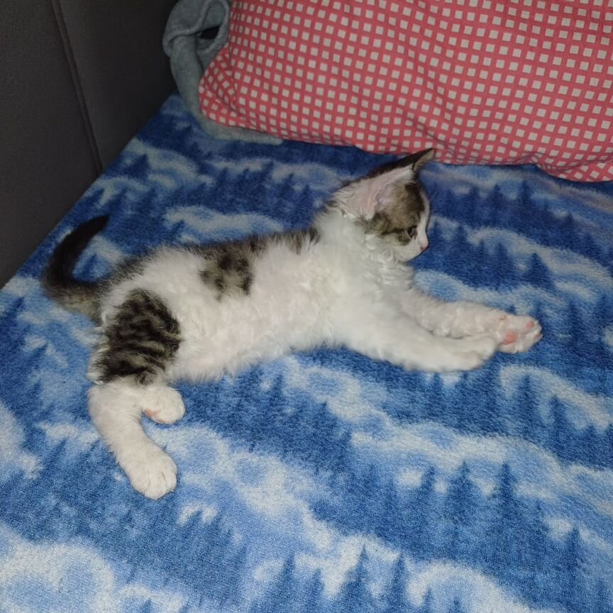 Котенок
