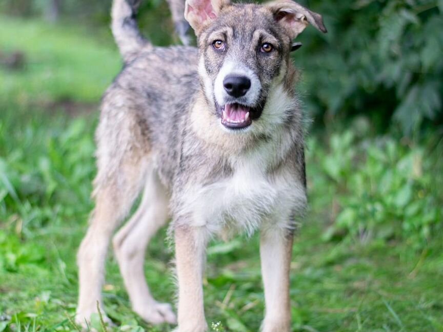 Щенок из приюта ищет дом