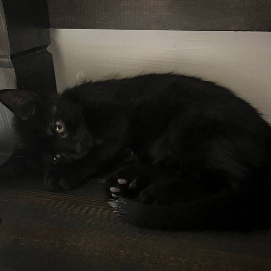 Черный котенок в добрые руки