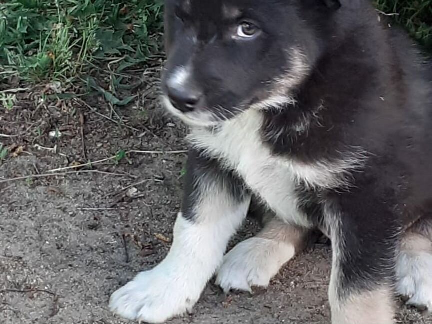 Щенки маленькой собачки