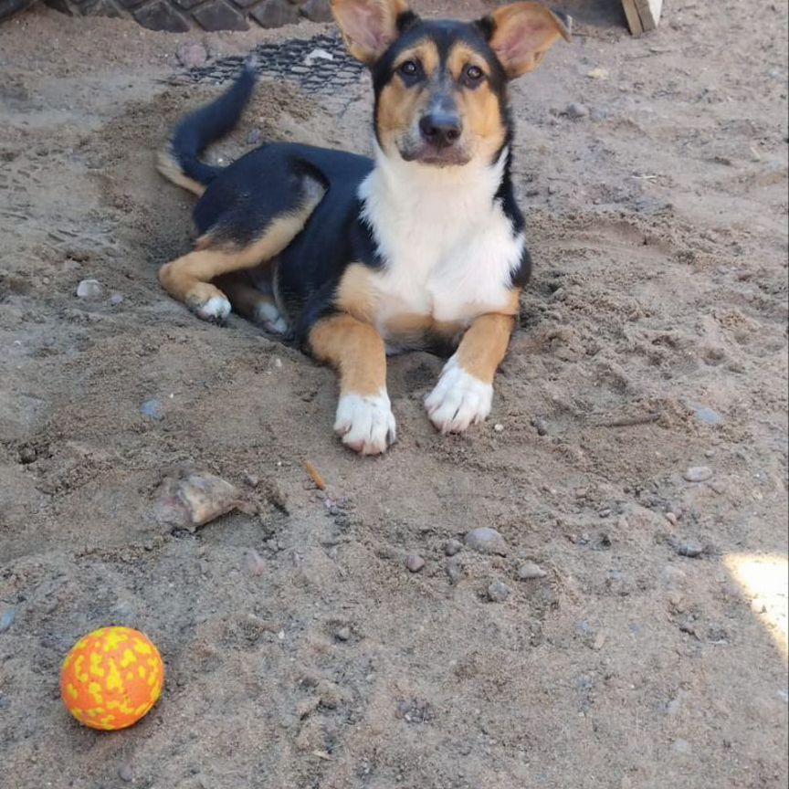 Потерялся щенок, 4 месяца, даётся в руки, ласковый