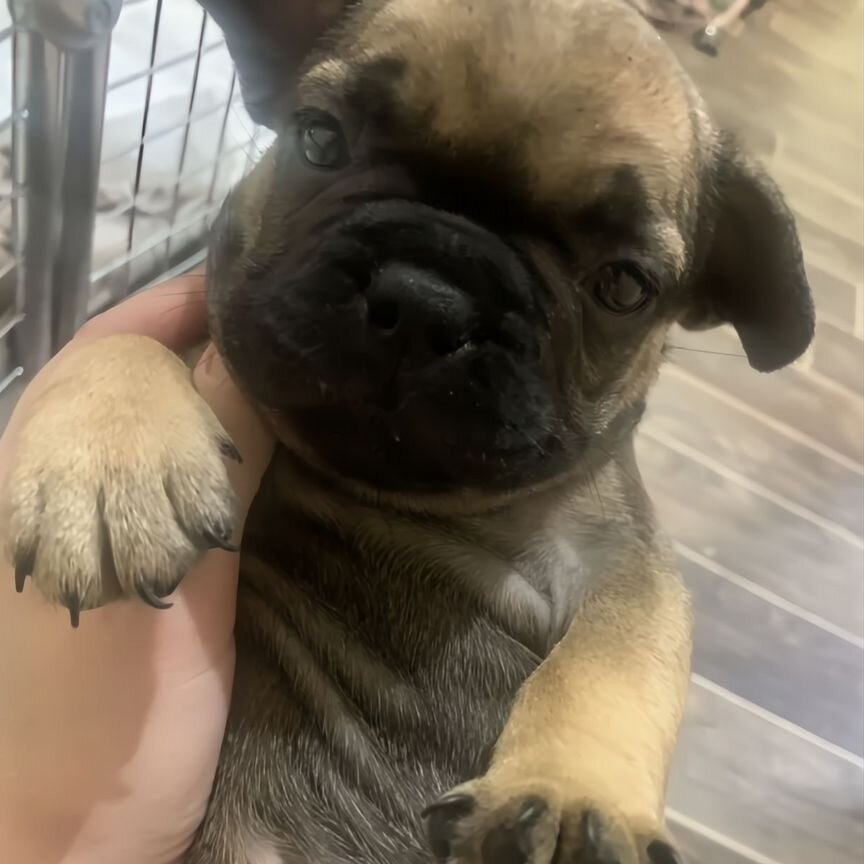 Французский бульдог, щенок