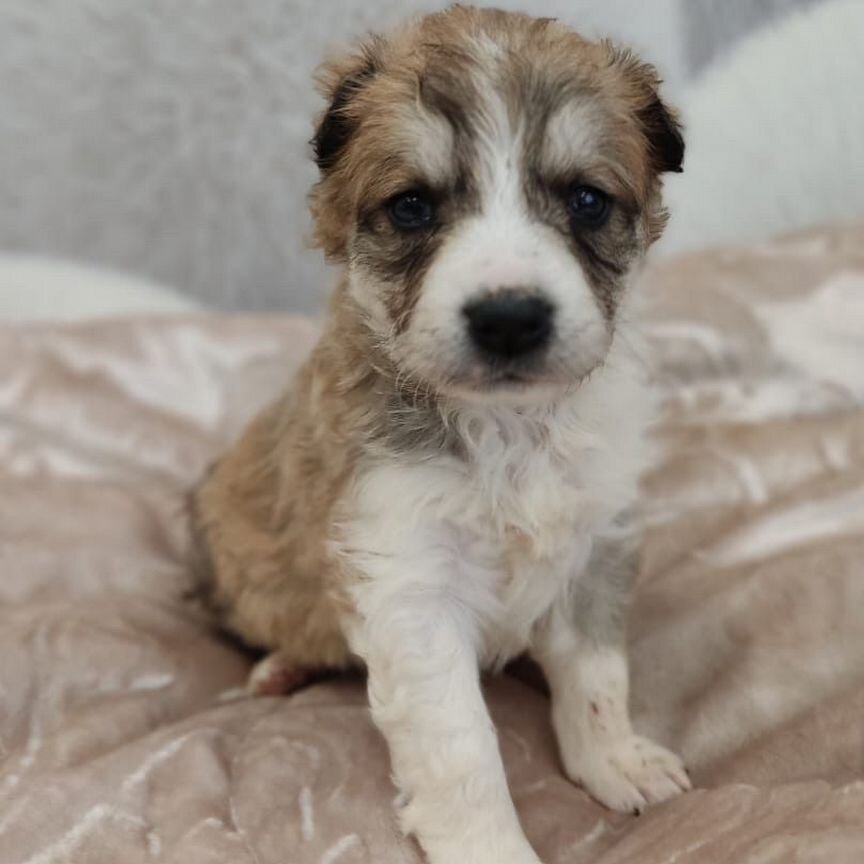 Фрося в дар