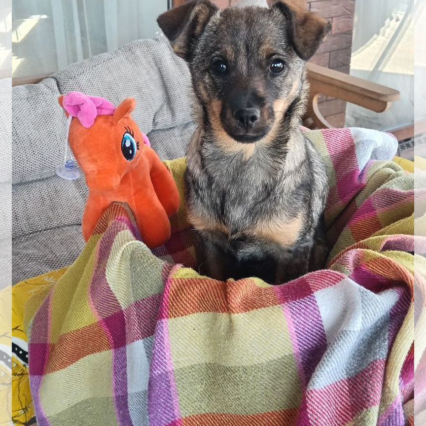 Щенок в добрые руки