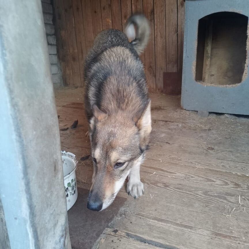 Собака