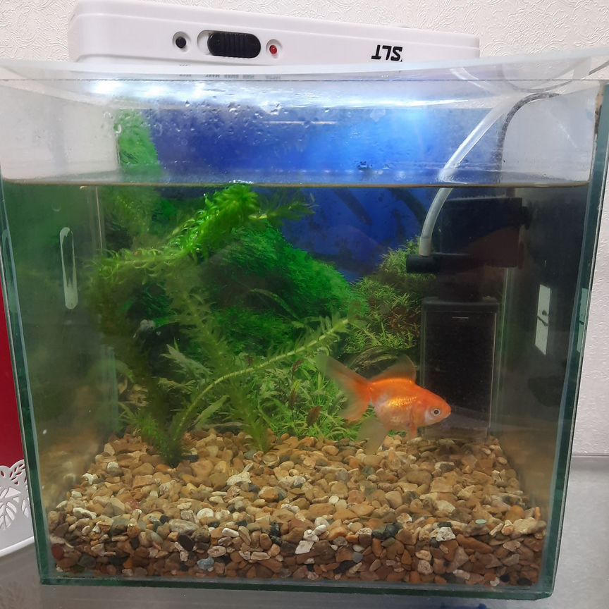 Аквариум с золотой рыбкой