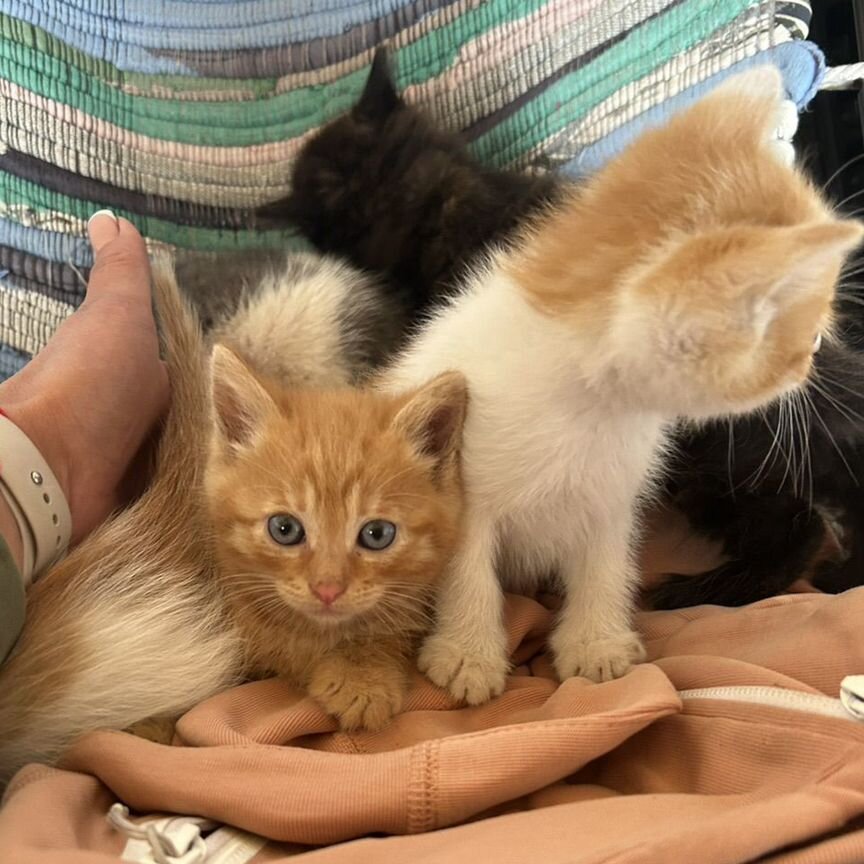 Котята
