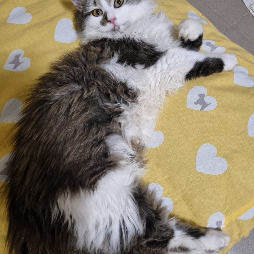 Пушистый котенок