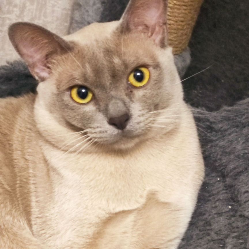 Бурманский кот