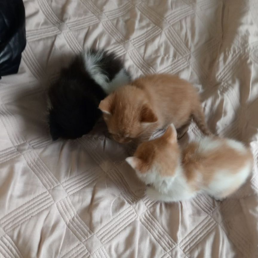 Котёнок в добрые руки