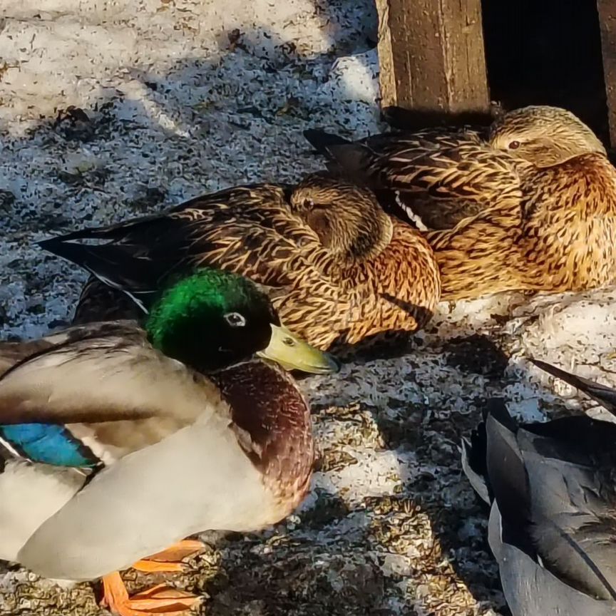 Подсадные утки для охоты