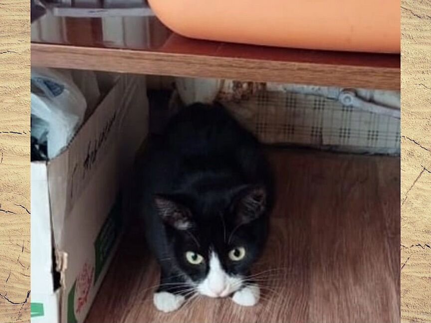 Котейка в подъезде