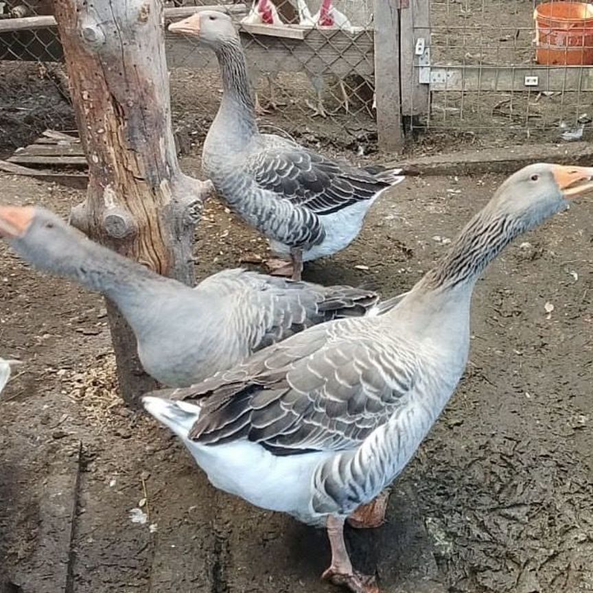 Гусь