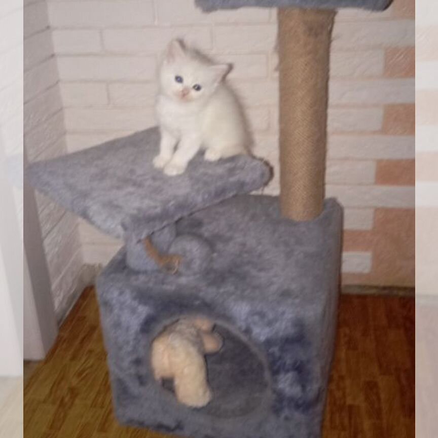 Игривая кошечка