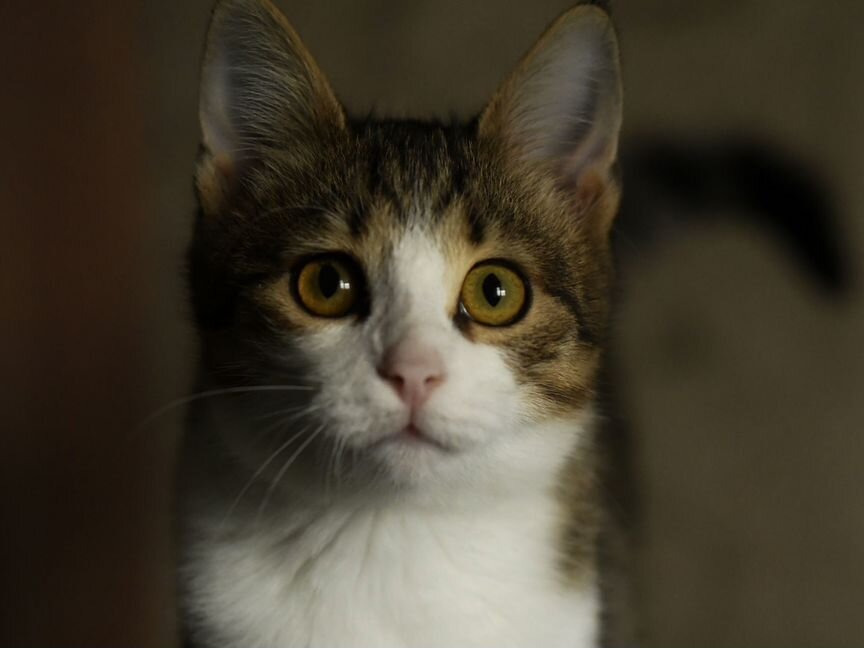 Котенок Бароша ищет семью