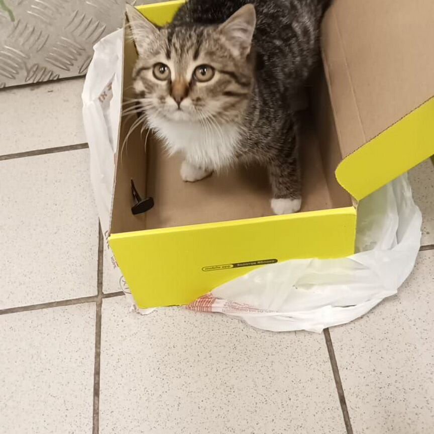 Кошечка в добрые руки