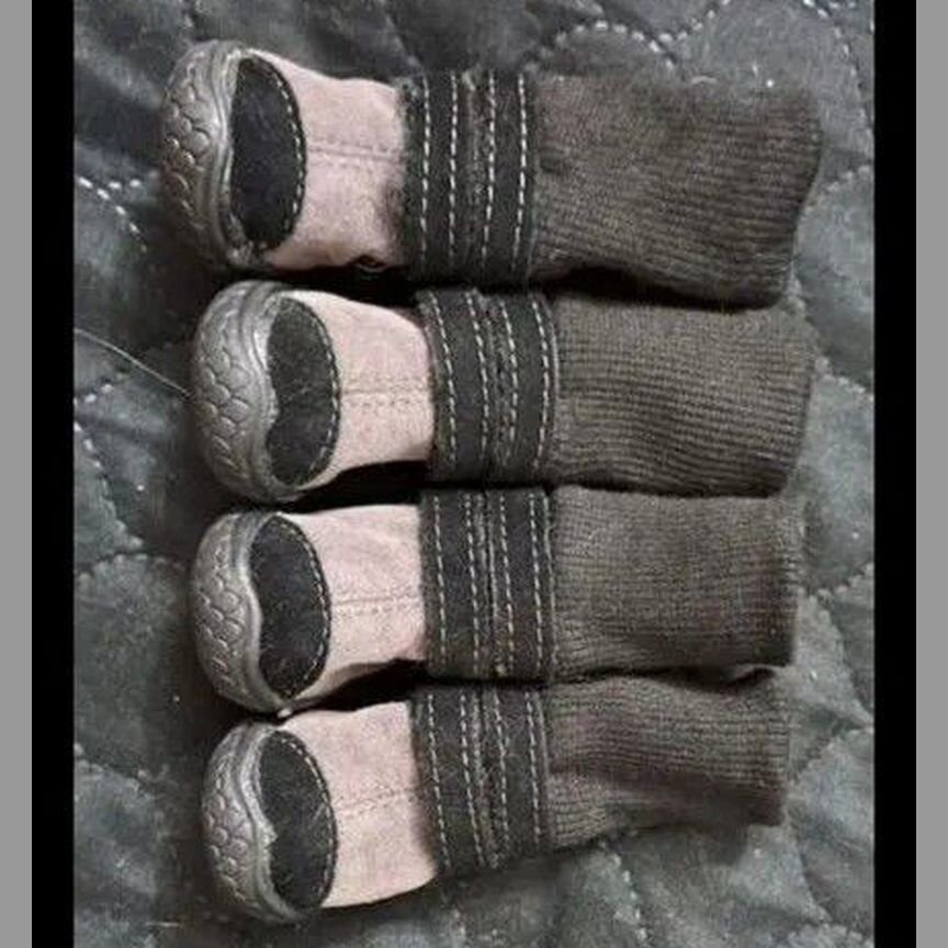 Обувь для собак мелких пород