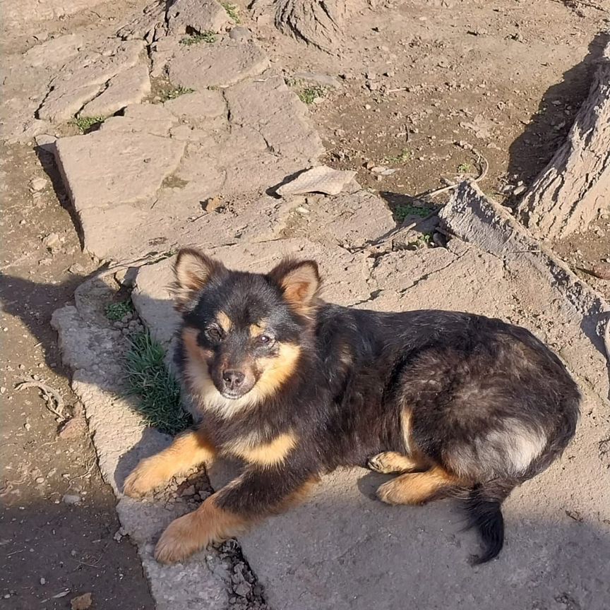 Милый щенок в добрые руки