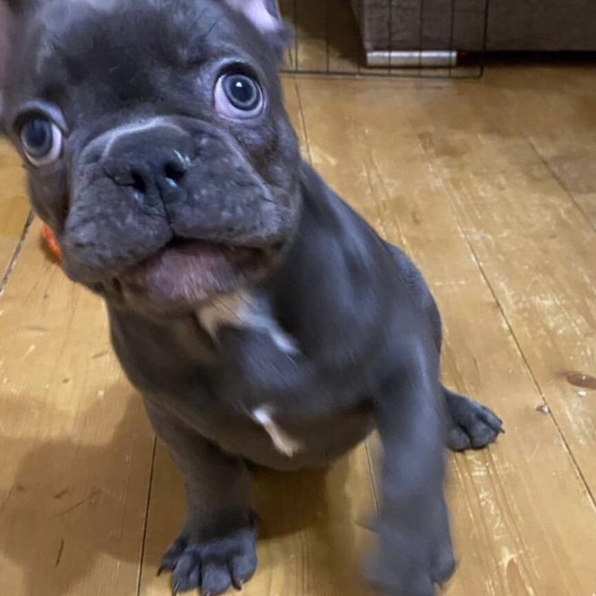 Французский бульдог