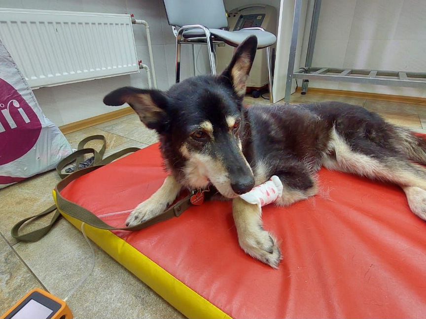 О Джонике некому заботиться