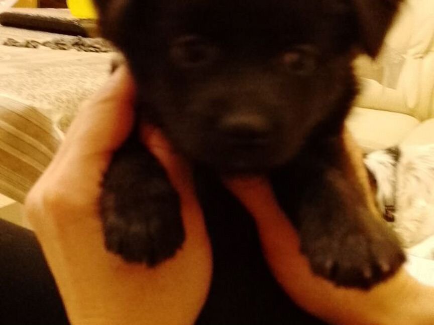 Собака в добрые руки щенок