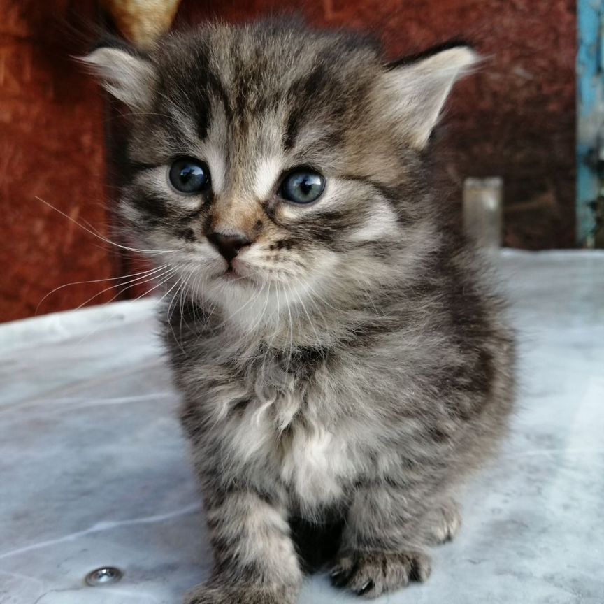 Отдам котят