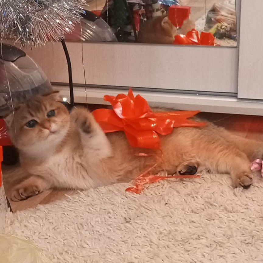 Британский короткошёрстный кот, вязка