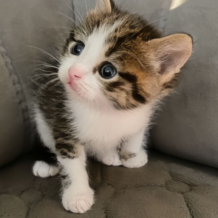 Шотландский прямоухий короткошёрстный котёнок