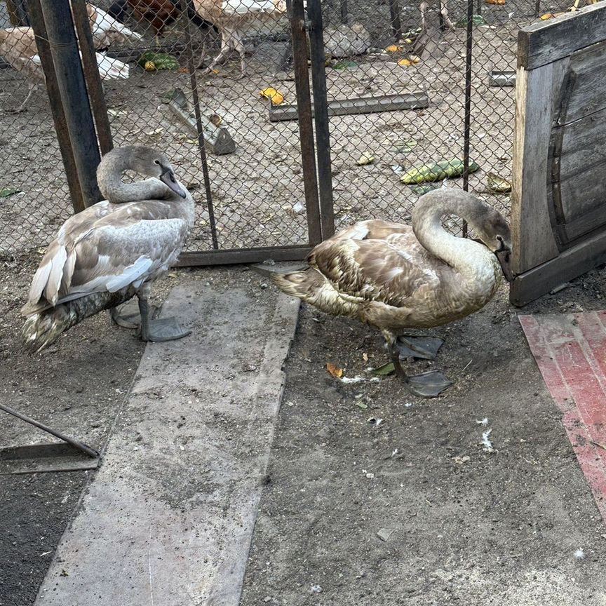 Лебедь молодой