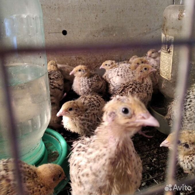 Перепел, Фазан, Цесарка