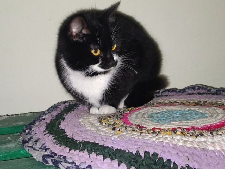Замерзают кошечки