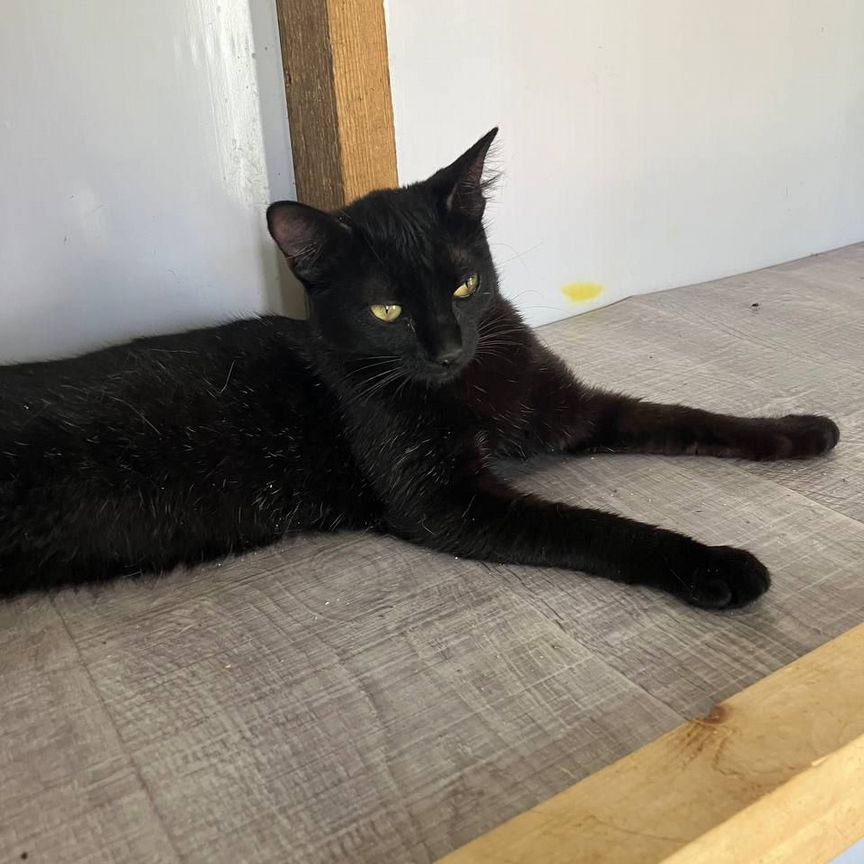 Ласковая кошечка ищет дом