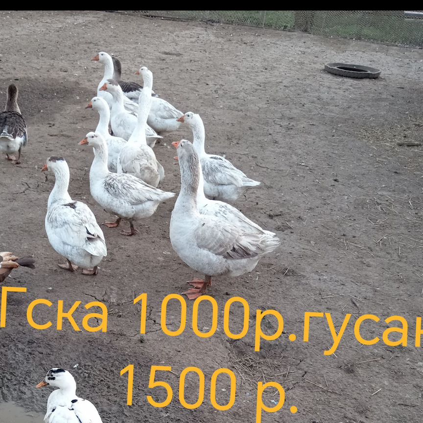 Домашняя птица