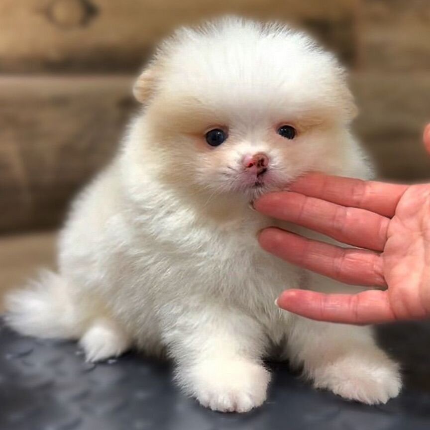 Помски, щенок