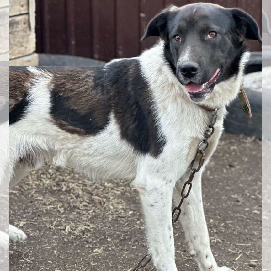 Взрослый пёс в добрые руки