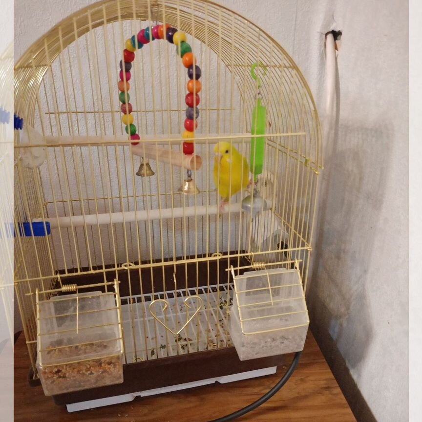 Волнистый попугай с клеткой