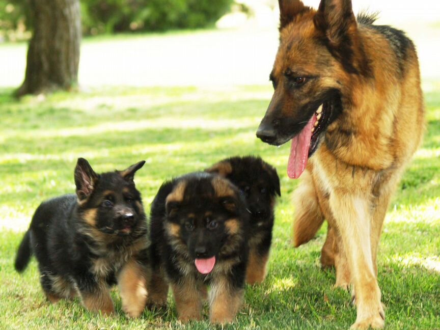 Щенки немецких отличных охранных овчарок