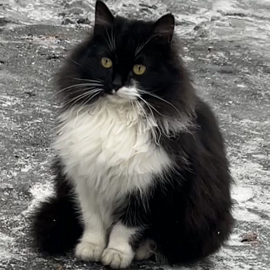 Взрослая, Девочка кошка в добрые руки