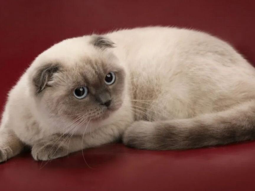 Шатланская кошка