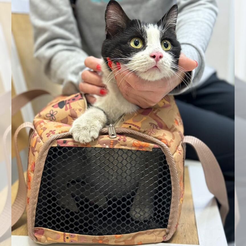 Кот в душе котенок