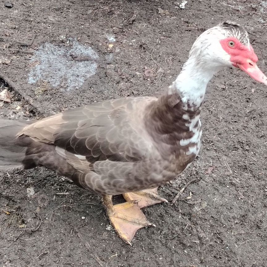 Мускусные утки