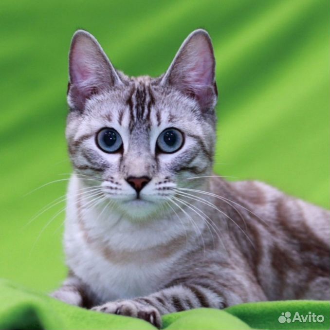 Девочка окрас серебро минк с пр. разведения 11 мес