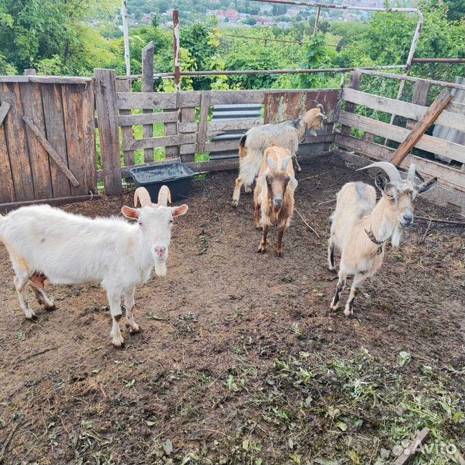 Коза дойная молочная