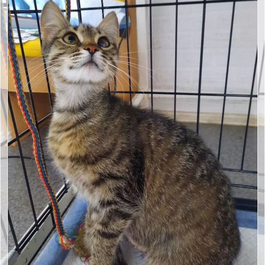 Кошечка Сима
