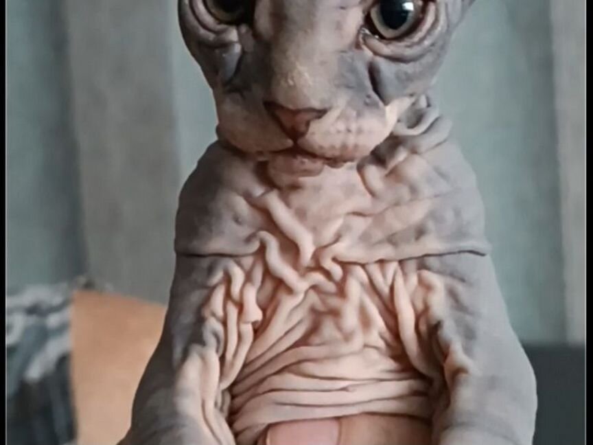 Донской сфинкс