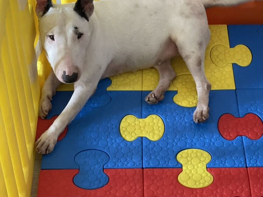 Бультерьер миниатюрный