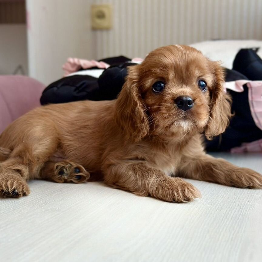 Кавалер кинг-чарльз-спаниель, щенок