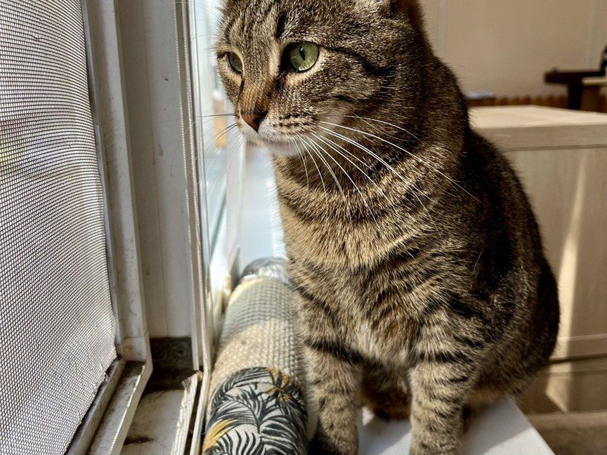 Игривая добрая кошечка